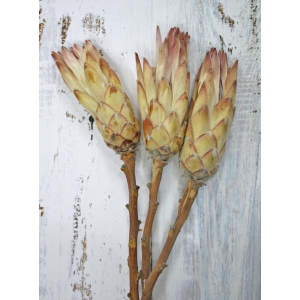 【ドライフラワー　花材　資材】 コンパクターバット・3本/束　H45cm　南アフリカ産商品特性上花が落ちたり割れがあります。＊自然の生花や植物を原料としています。サイズ、色、形などは同一ではありません。＊表示について《検索ワード》プリザーブ...