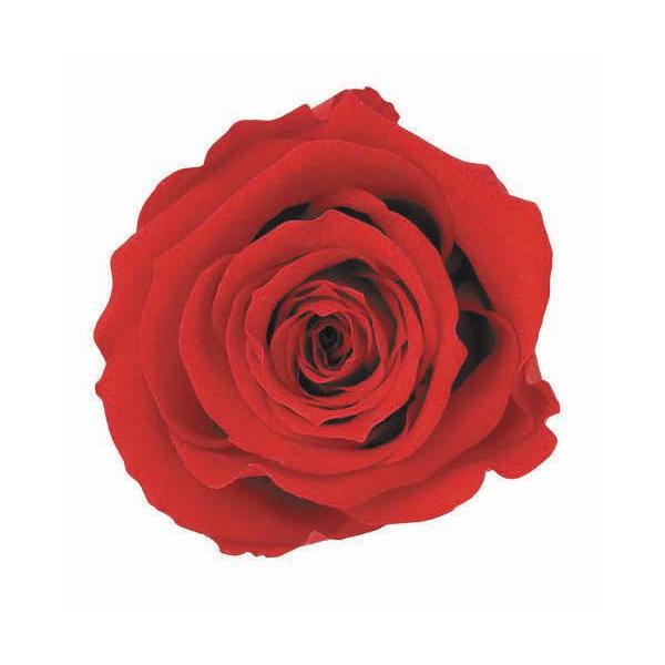 プリザーブドフラワー・ チェリーレッド・スタンダード・ FL0100-05   【プリザーブドフラワー・プリザーブド　花材】6輪入り直径4.5-6cm高さ4.4-6cm＊自然の生花や植物を原料としています。サイズ、色、形などは同一ではありま...