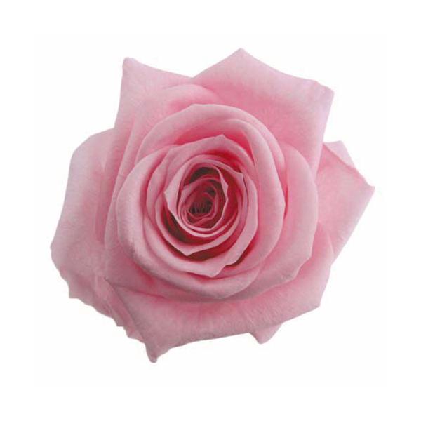 プリザーブドフラワー・ ベイビーピンク・スタンダード・ FL0100-07   【プリザーブドフラワー・プリザーブド　花材】6輪入り直径4.5-6cm高さ4.4-6cm＊自然の生花や植物を原料としています。サイズ、色、形などは同一ではありま...