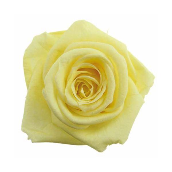 プリザーブドフラワー・ ソフトイエロー・スタンダード・ FL0100-15   【プリザーブドフラワー・プリザーブド　花材】6輪入り直径4.5-6cm高さ4.4-6cm＊自然の生花や植物を原料としています。サイズ、色、形などは同一ではありま...