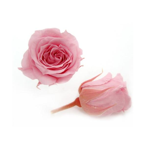 プリザーブドフラワー・ ベイビーピンク・ピッコラブロッサム・ FL041-07   【プリザーブドフラワー・プリザーブド　花材】18輪入り直径2-3cm高さ1.8-2.5cm＊自然の生花や植物を原料としています。サイズ、色、形などは同一では...