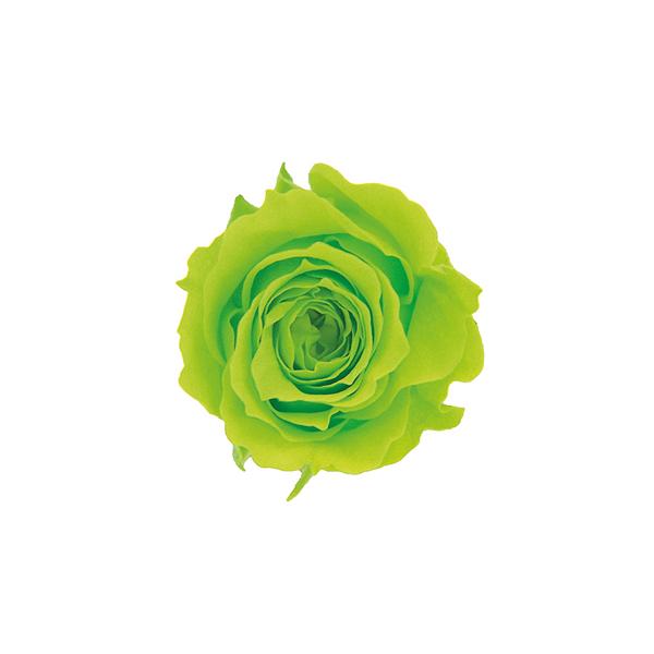 プリザーブドフラワー・ スプラッシュグリーン・ピッコラブロッサム・ FL041-76   【プリザーブドフラワー・プリザーブド　花材】18輪入り直径2-3cm高さ1.8-2.5cm＊自然の生花や植物を原料としています。サイズ、色、形などは同...