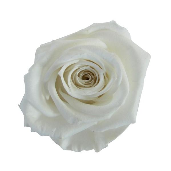 プリザーブドフラワー・ パールホワイト・スプレーローズ FL070-01   【プリザーブドフラワー・プリザーブド　花材】1箱8輪入り花径約3.5-4.5ｃｍ　花丈約3-4ｃｍ＊自然の生花や植物を原料としています。サイズ、色、形などは同一で...