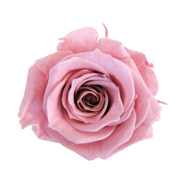 プリザーブドフラワー・ チェリーブロッサム・スプレーローズ FL070-20   【プリザーブドフラワー・プリザーブド　花材】1箱8輪入り花径約3.5-4.5ｃｍ　花丈約3-4ｃｍ＊自然の生花や植物を原料としています。サイズ、色、形などは同...