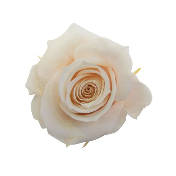 プリザーブドフラワー・ パンナコッタ・スプレーローズ FL070-46   【プリザーブドフラワー・プリザーブド　花材】1箱8輪入り花径約3.5-4.5ｃｍ　花丈約3-4ｃｍ＊自然の生花や植物を原料としています。サイズ、色、形などは同一では...