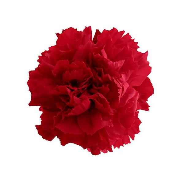 プリザーブドフラワー・ チェリーレッド・STDカーネーション・ FL1100-05   【プリザーブドフラワー・プリザーブド　花材】6輪入り直径4.0-4.5cm高さ3.1-3.5cm＊自然の生花や植物を原料としています。サイズ、色、形など...