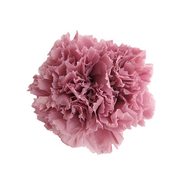 プリザーブドフラワー・ チェリーブロッサム・STDカーネーション・ FL1100-20   【プリザーブドフラワー・プリザーブド　花材】6輪入り直径約5cm＊自然の生花や植物を原料としています。サイズ、色、形などは同一ではありません。＊表示...