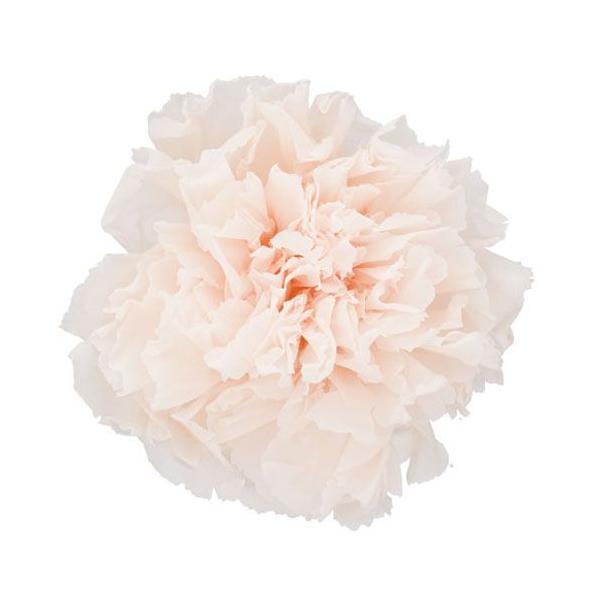 プリザーブドフラワー・ パンナコッタ・STDカーネーション・ FL1100-46   【プリザーブドフラワー・プリザーブド　花材】6輪入り直径約5cm＊自然の生花や植物を原料としています。サイズ、色、形などは同一ではありません。＊表示につい...