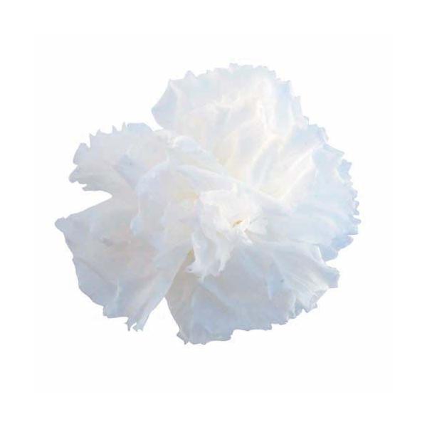 プリザーブドフラワー・ パールホワイト・ミニカーネーション・ FL1200-01   【プリザーブドフラワー・プリザーブド　花材】12輪入り直径約3cm＊自然の生花や植物を原料としています。サイズ、色、形などは同一ではありません。＊表示につ...