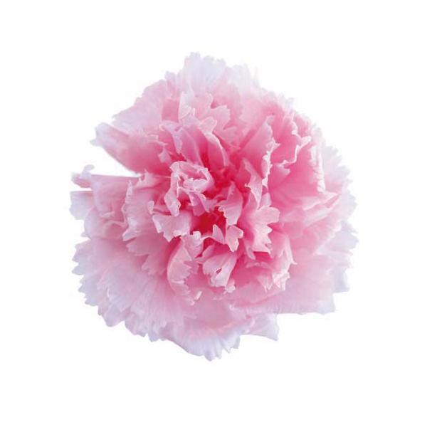 プリザーブドフラワー・ ベイビーピンク・ミニカーネーション・ FL1200-07   【プリザーブドフラワー・プリザーブド　花材】12輪入り直径約3cm＊自然の生花や植物を原料としています。サイズ、色、形などは同一ではありません。＊表示につ...