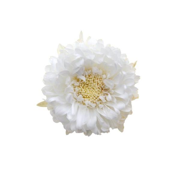 プリザーブドフラワー・ パールホワイト・フレッシュルックアスター FL440-01   【プリザーブドフラワー・プリザーブド　花材】１箱6輪入り花径約3.5-4.5cm・花丈約2.5-3cm＊自然の生花や植物を原料としています。サイズ、色、...