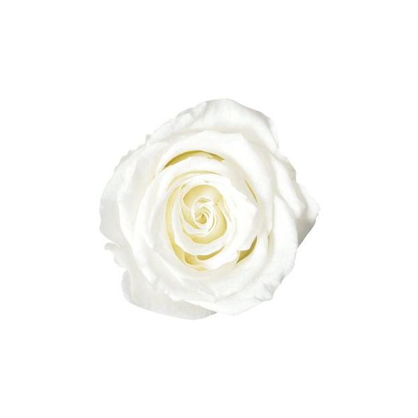 【プリザーブドフラワー・プリザーブド　花材】8輪入り直径3.5-4.5cm高さ3-3.5cm＊自然の生花や植物を原料としています。サイズ、色、形などは同一ではありません。＊表示について《検索ワード》プリザーブドフラワー　ドライフラワー　花材...