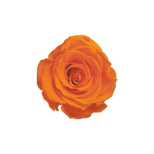 【プリザーブドフラワー・プリザーブド　花材】8輪入り直径3.5-4.5cm高さ3-3.5cm＊自然の生花や植物を原料としています。サイズ、色、形などは同一ではありません。＊表示について《検索ワード》プリザーブドフラワー　ドライフラワー　花材...