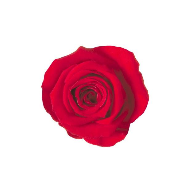 【プリザーブドフラワー・プリザーブド　花材】8輪入り直径3.5-4cm高さ2.5-3cm＊自然の生花や植物を原料としています。サイズ、色、形などは同一ではありません。＊表示について《検索ワード》プリザーブドフラワー　ドライフラワー　花材　資...