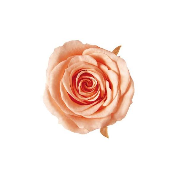 【プリザーブドフラワー・プリザーブド　花材】16輪入り直径2.3-2.5cm高さ2.3-2.5cm＊自然の生花や植物を原料としています。サイズ、色、形などは同一ではありません。＊表示について《検索ワード》プリザーブドフラワー　ドライフラワー...