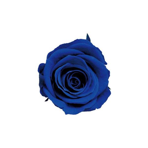 【プリザーブドフラワー・プリザーブド　花材】16輪入り直径2.3-2.5cm高さ2.3-2.5cm＊自然の生花や植物を原料としています。サイズ、色、形などは同一ではありません。＊表示について《検索ワード》プリザーブドフラワー　ドライフラワー...