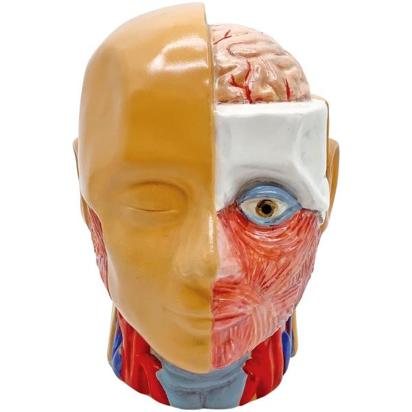 驚きの立体感!ふとした時に見るとドッキリ。ユニークでインパクトのある貯金箱を求めるあなたに、ベストマッチな貯金箱。理科室がちょっと怖かったあの頃の思い出に浸ってしまいそう。・サイズ　：約10×11×13cm・ 商品重量 　：0.28kg・ ...