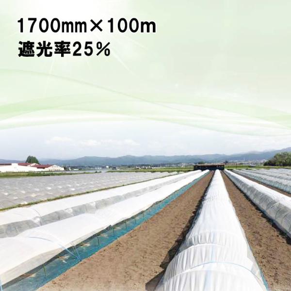 幅：1700mm長さ：100m遮光率：25%色：白トンネルに、掛けて明るく涼しい遮熱被覆シート！＜特長・効果＞丈夫で長持ちし、軽量で扱いやすく、加工がしやすいです。赤外線反射材が赤外線を効率よく反射します。暗くならず、作物の光合成を邪魔しま...
