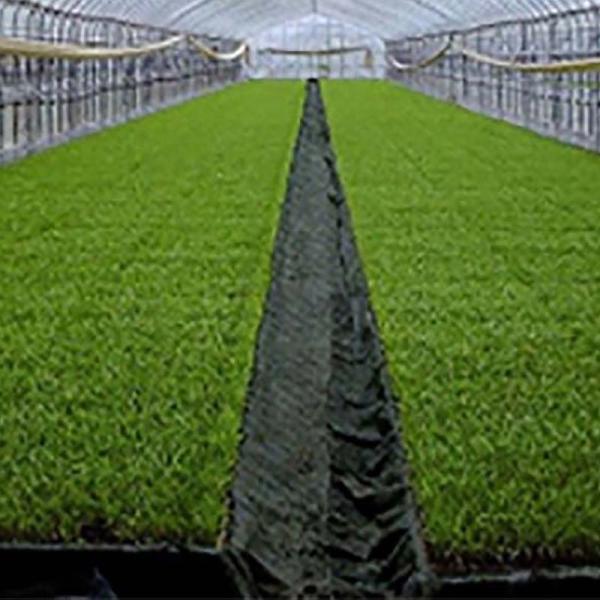 プール育苗をする際、プールを設置するための専用遮水シートです。    厚み：0.15mm×幅330cm×長さ55ｍ　色：黒遮水シートの特徴○黒色多層構造農PO    多層構造製膜により耐光製があり優れた強度があります。黒色の遮光効果により雑...