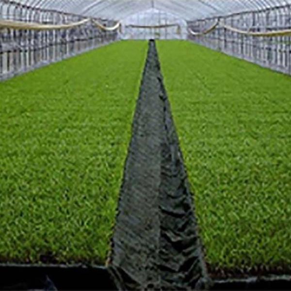 プール育苗をする際、プールを設置するための専用遮水シートです。    厚み：0.15mm×幅360cm×長さ55ｍ　色：黒遮水シートの特徴○黒色多層構造農PO    多層構造製膜により耐光製があり優れた強度があります。黒色の遮光効果により雑...
