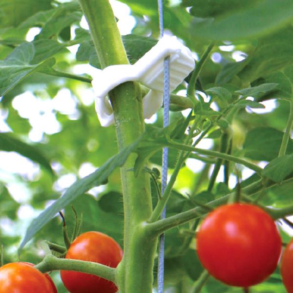 カンタン・安い・繰り返し使える!!ゆ〜いんキャッチ作業効率と経済性を実現した夢の誘引クリップの誕生です!!トマト、ナス、メロンなどの横ひも誘引や縦ひも誘引に使えるクリップです。・細いひもから麻ひもの太いひもまで楽々誘引できます。・幅広テープ...