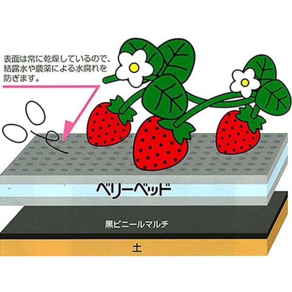 北海道・沖縄・離島へのお届けはできません。ベリーベッドＮＷ７０Ｎ−２５　25cm×50m結露水や農薬液を瞬時に吸収。表面は常に乾燥しているので、水腐れを防ぎます。暖衝性に優れ、イチゴを傷つけません。ロール状で軽量なので設置や撤収作業も簡単で...