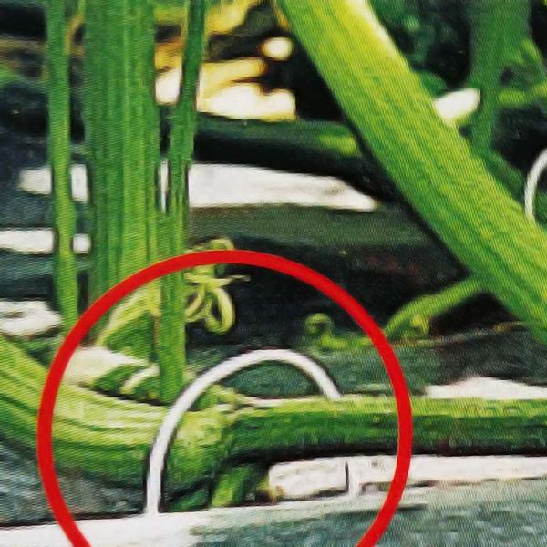 環境にやさしく使いやすい、新時代のランナークリップ！土中の微生物により水と炭酸ガスに分解される成分解性はそのままに、より強く、使いやすくなりました。・円形状でランナーにやさしいクリップです。・中空構造なので分解が早く、土壌に悪影響を及ぼしま...