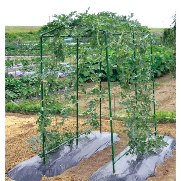 小型のカボチャ、小玉スイカ、キュウリ、ゴーヤ、エンドウなどのつる野菜の空中栽培が楽しめます。地這い栽培ができない時の省スペース栽培に。広い間口で、メンテナンス（剪定・収穫作業）が楽に行えます。設置サイズ：間口900〜1300mm×奥行180...