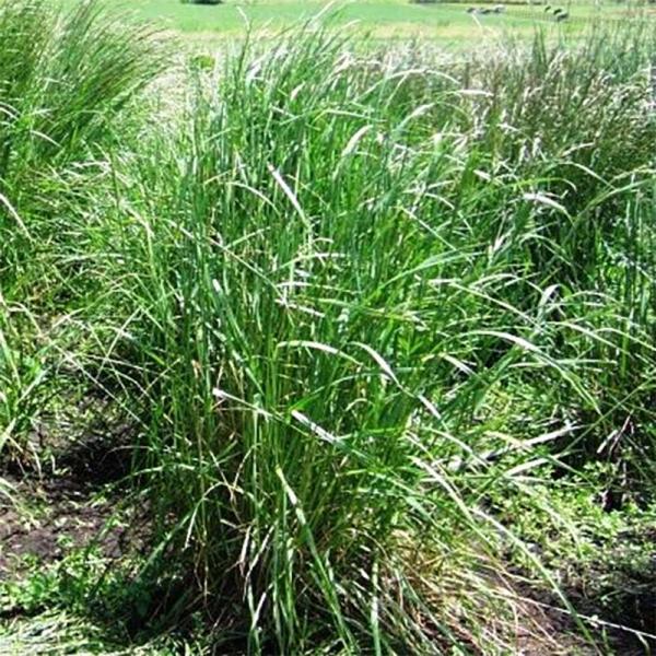 特徴・トールフェスクより小型で、牧草用メドウフェスクより小型の植生専用品種です。・耐寒性に優れ、根は深くまで伸展します。※播種時期外の商品は欠品する場合がございますので、播種時期をお確かめの上、ご注文ください。