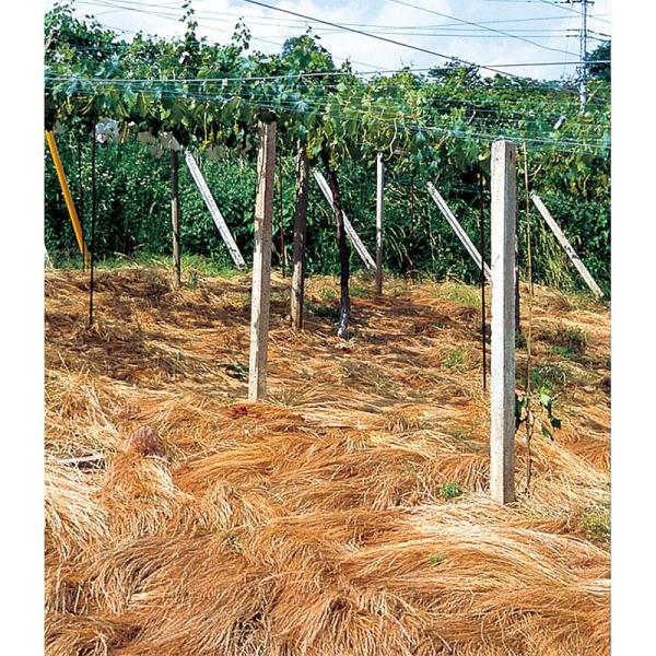 特製・効果・自然に倒伏するため刈取りは不要です。　さらにマルチ効果により長期間雑草を抑制します。・枯れて堆積していく茎葉は有機物として土壌改良に貢献します。・表土の流亡防止、根による深耕効果も得られます。播種量：2〜3kg/10a商品対応地...