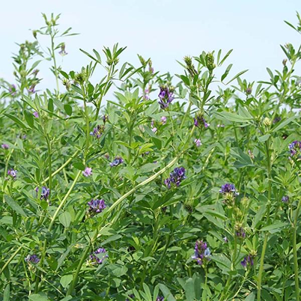 PVP/雪印種苗/農林水産省登録品種/2010年農林水産大臣賞受賞/コート種子/OECD登録品種北海道・雪腐病や凍害に強いため、多雪・少雪に関わらず全道的に利用できます。　さらにバーティシリウム萎ちょう病やそばかす病にも強いため、永続性が優...