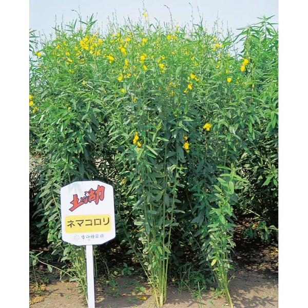 特製・効果・クロタラリア属の中では初期生育が極めて早く、空中窒素を固定するため、後作の窒索施肥量を削減できます。・キュウリ、メロン、トマト等の果菜類のサツマイモネコブセンチュウ対策に効果があります。・サトウキビ畑の有機物補給に適します。使用...