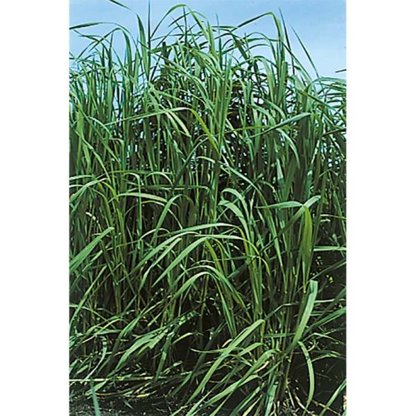 OECD登録品種特製・効果・草丈高く分げつ多い、寒冷地用。使用時期　東北北部・寒高冷地【播種期】8月下旬〜9月下旬・4月上旬〜5月中旬　東北中部・南部【播種期】8月下旬〜9月下旬・4月上旬〜5月中旬　一般地【播種期】9月中旬〜10月中旬　西...