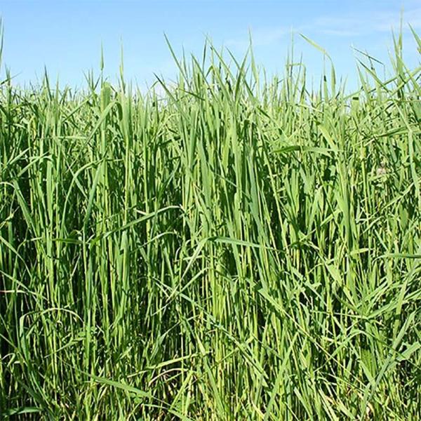 北海道・キリタップより6〜7日早い中生の早。・出穂始の目安（全道平均）6月19日・収量性が優れ、特に2番草は極多収です。・2番草の再生力が優れており、夏季の生育が旺盛なアルファルファ「ケレス」など、マメ科牧草との混播に適する採草用の中生品種...