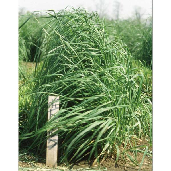 OECD登録品種特製・効果・早生、再生早く、比較的暑さに耐える。使用時期　東北北部・寒高冷地【播種期】8月下旬〜9月下旬・4月上旬〜5月中旬　東北中部・南部【播種期】8月下旬〜9月下旬・4月上旬〜5月中旬　一般地【播種期】9月中旬〜10月中...