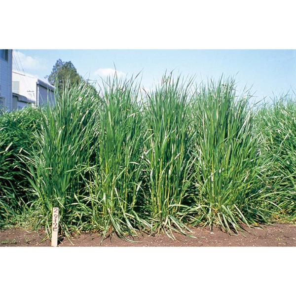 雪印種苗育成品種OECD登録品種特性・特徴・直立型、耐倒伏性極強。・倒れにくい!刈り易い!乾き易い!−ロールベール、乾草に最適・早春から生育旺盛で、多収な早生品種。−トウモロコシの前作用に最適・麦類やマメ科牧草との混播に最適。使用時期　東北...