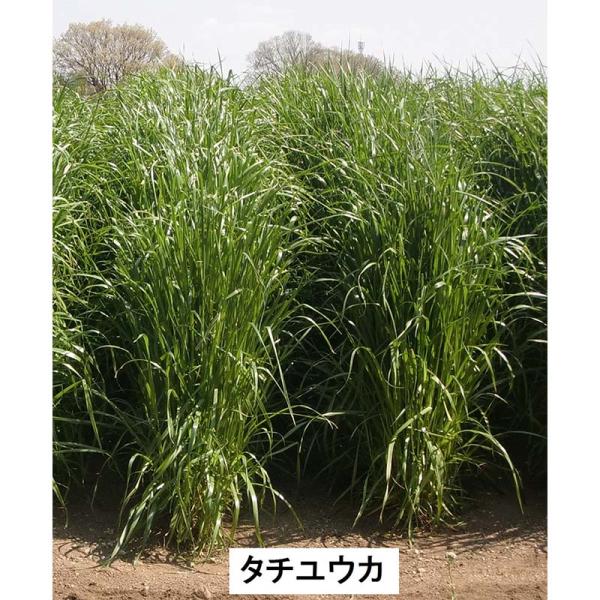 PVP雪印種苗・畜産草地研究所共同育成品種農林水産省登録品種・農林水産省品種登録　第25366号・優春より硝酸態窒素の蓄積が少ない・カリウムの蓄積も優春並みに少ない・早春から生育旺盛で多収な早生品種でとうもろこしとの組合せに最適・草姿は優春...