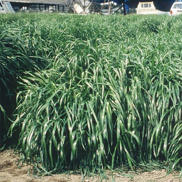 雪印種苗育成品種OECD登録品種特性・特徴・耐寒・耐雪・耐暑性ともに強い。・草丈が高く、葉茎が大きく、再生力に優れている。・晩秋又は梅雨時期に多発する冠さび病、9月播きで問題となるいもち病などの病害に強い。・東北および寒・高冷地では2〜3年...