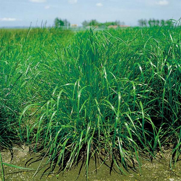 北海道優良品種雪印種苗育成品種OECD登録品種北海道・出穂始の目安6月14日・晩生で出穂が遅く、放牧利用に最適です・越冬性、春の萌芽が優れる多収品種・土壌凍結のない地域に適します都府県・短草型で分げつ数多く、生産力極めて旺盛・耐寒性強く、雪...