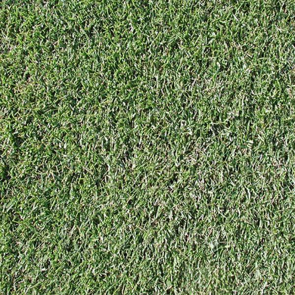 特性・特徴・ウィンターオーバーシーディング専用品種です。・ペレニアルライグラスの品種の中で、耐暑性が非常に弱く、　トランジッション（冬芝から夏芝への切り替え）がスムーズにできます。・繊細で密度の高いターフを作ります。・濃緑色で、冬でも緑が映...