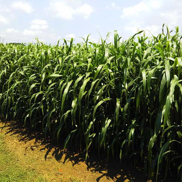 ◆特性・特徴・消化し難いリグニンの含量が低く、消化性に優れる。・細茎で乾き易く、ロールベール利用に適する。・紫斑点病などの葉病害抵抗性に優れる。◆播種期東北中部・南部 【播種期】5月下旬〜7月上旬一般地 【播種期】5月中旬〜7月下旬西南暖地...