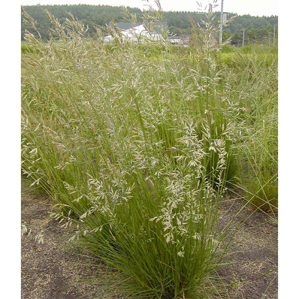 特性・特徴・緑化用として幅広く利用されています。・土壌を選ばす痩せ地でも良好に生育します。使用時期　道東・道北【播種期】春〜夏　5月上旬〜8月下旬　道央・道南【播種期】春〜夏　5月上旬〜8月下旬　東北北部・寒高冷地【播種期】春〜夏　5月上旬...