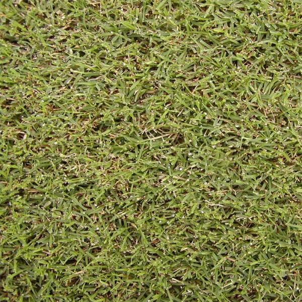 特徴・発芽・初期生育が優れ、ターフ形成が早く、追播用にも適した品種です。・東北南部以南で利用が可能です。・高密度で、ターフクオリティ、耐踏圧性、雑草侵入耐性が優れます。・越冬後の萌芽が、従来品種サンデビルIIより早い品種です。・ラージパッチ...