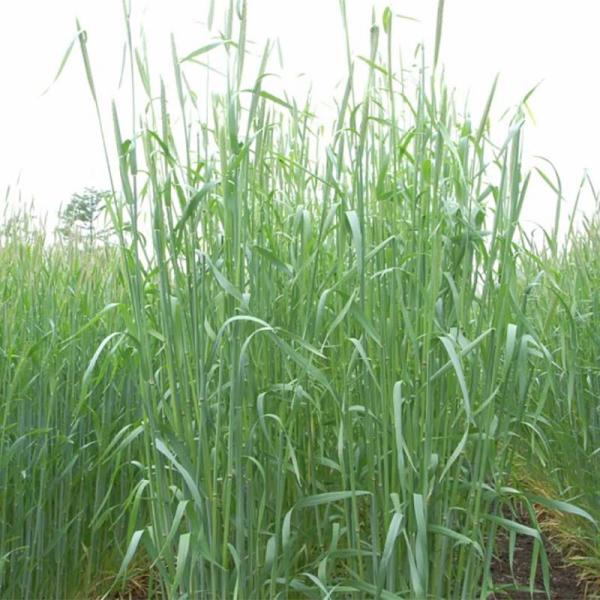 越冬利用でネグサレセンチュウ密度を減らします。北海道・秋遅くなっても利用できる越冬タイプのイネ科緑肥です。・越冬利用で、早春の土壌流亡を抑制します。・9月播きであれば、エンバクよりも生育が旺盛です。都府県・雪腐病に強く、積雪期間の長い地域に...