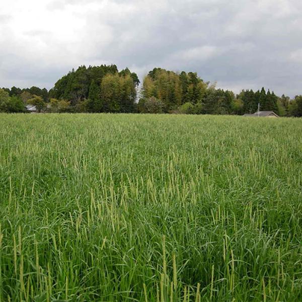 商品対応地域：東北・関東・中部・甲信越・近畿・中国・四国・九州・沖縄特性・特徴・極早生のワセドリ2条より出穂が2週間以上遅い中生クラスの多収品種。・穂に硬い野毛が無いため、牛のせき込みが無く、嗜好性が良い。・穂先までの高さは130〜150c...