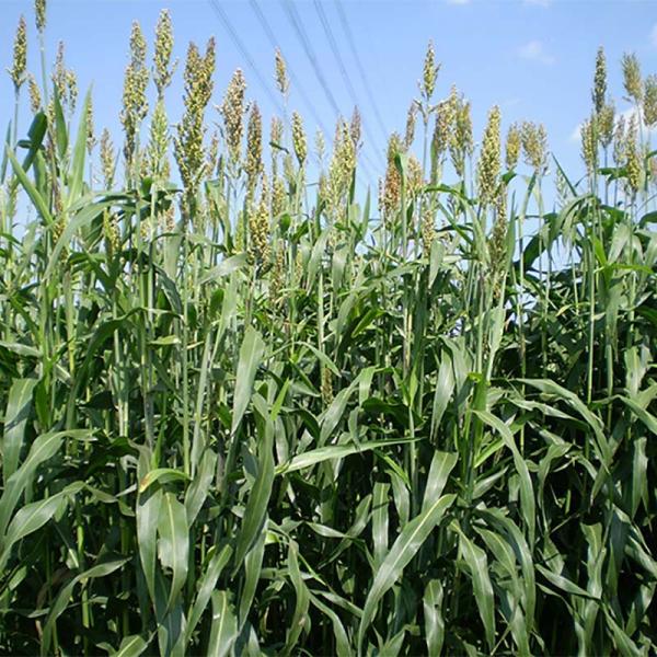 商品対応地域：東北・関東・中部・甲信越・近畿・中国・四国・九州・沖縄特製・効果・安定的に2回刈りができる早生品種。・草丈2.5m程度で収穫が負担も少ない。・収穫時の糖度が高い。使用時期　東北中部・南部【播種期】6月上旬〜7月上旬　一般地【播...