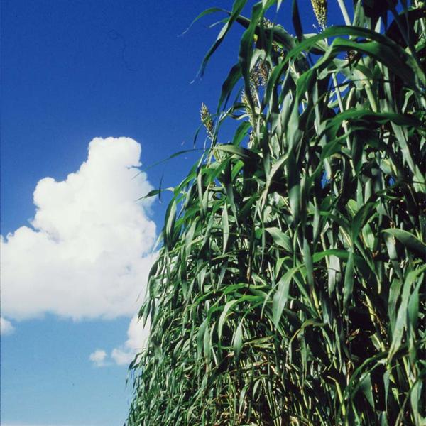 商品対応地域：東北・関東・中部・甲信越・近畿・中国・四国・九州・沖縄特製・効果・草丈4m前後と非常に高く、極多収。・大柄の割に耐倒伏性が優れる。使用時期　東北中部・南部【播種期】6月上旬〜6月下旬一般地【播種期】5月中旬〜7月下旬西南暖地【...