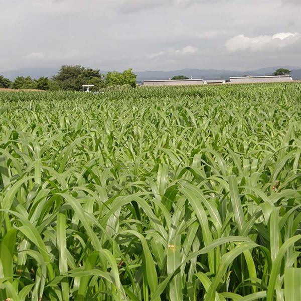 商品対応地域：東北・関東・中部・甲信越・近畿・中国・四国・九州・沖縄特製・消化性が良い！難消化繊維(ADF)が少なく、消化性に優れる・耐病性に優れる！他品種に比べ紫斑点病に強く、条斑細菌病に対しては極強・可消化収量が高い！一番草の収量性が高...