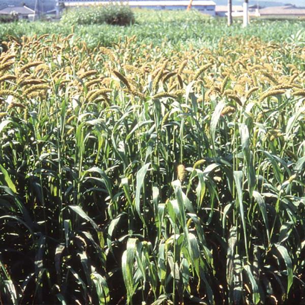 対応地域：東北・関東・中部・甲信越・近畿・中国・四国・九州・沖縄特性・特徴・発芽、初期生育が早く、短期間（40〜50日で出穂）で収穫できる。・直立型で、乾燥が早く、乾草調製しやすい。（1回刈用）使用時期　東北中部・南部【播種期】5月下旬〜7...