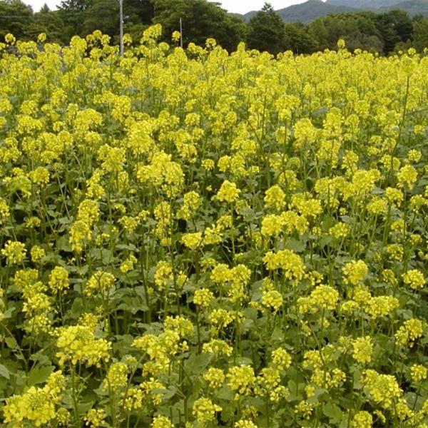 対応地域：全国北海道・発芽・初期生育が良好・播種後50〜60日で黄色い花を咲かせ景観緑肥として大好評・お盆を過ぎるとエンバク以上に収量性に優れ、有機物の確保に最適・耐倒伏性に優れる・炭素率が低くすき込み後、土壌中で速やかに分解都府県・発芽・...
